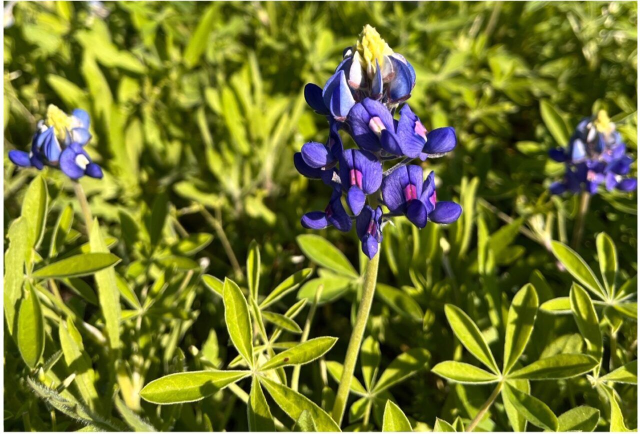 Bluebonnet | The Iconic State Flower of Texas - Southern Botanical