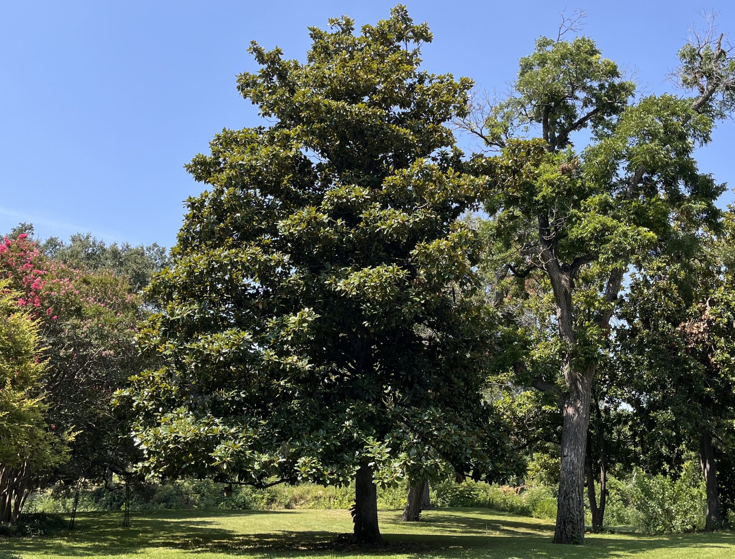 How to Grow and Care for Southern Magnolia Trees - Southern Botanical