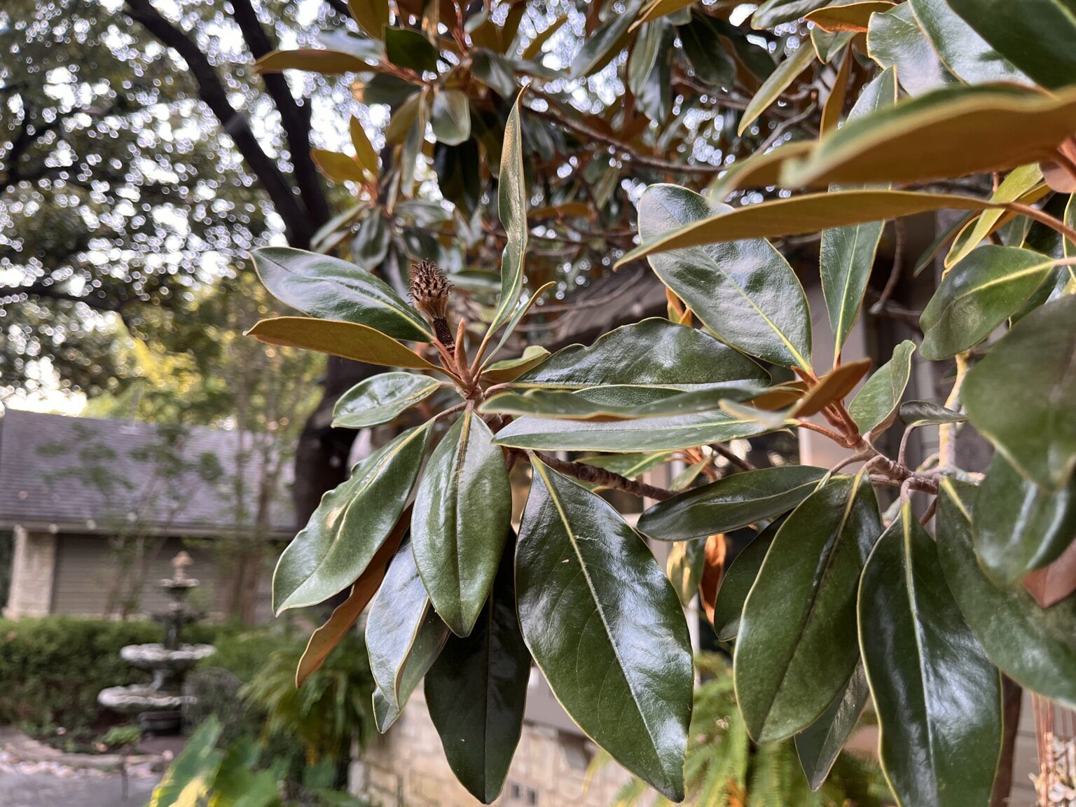 How to Grow and Care for Southern Magnolia Trees - Southern Botanical