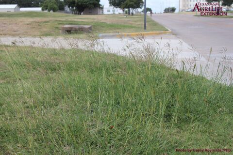 Is King Ranch Bluestem a Weed? - Southern Botanical