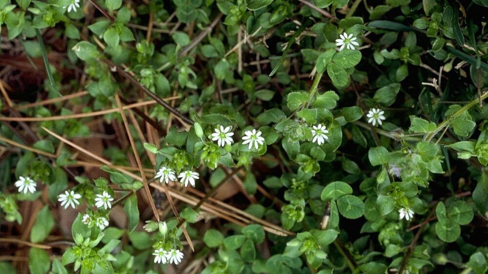 Identifying Chickweed in Your Texas Lawn - Southern Botanical