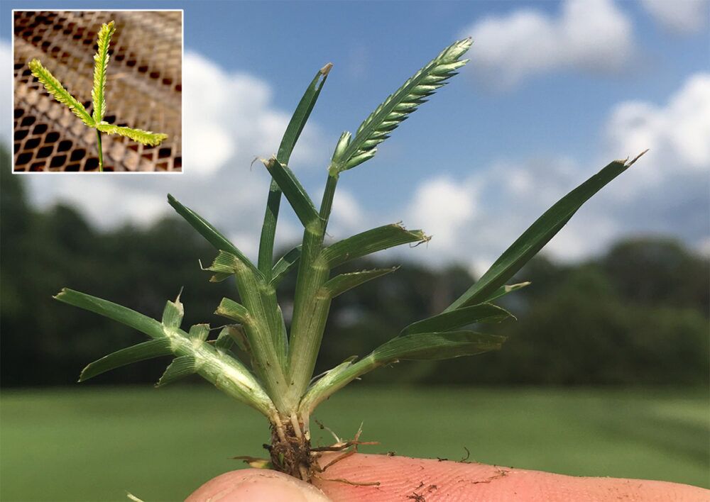 How to Identify and Control Goosegrass in Your Lawn - Southern Botanical