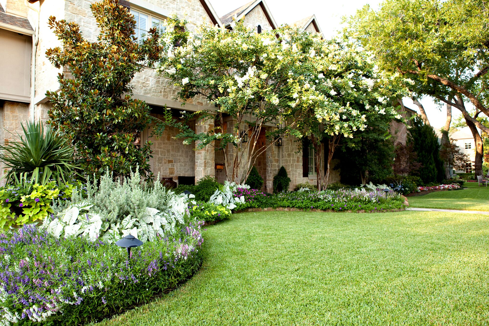 Is King Ranch Bluestem a Weed? - Southern Botanical