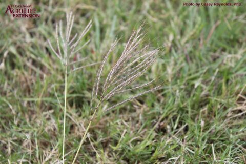 Is King Ranch Bluestem a Weed? - Southern Botanical